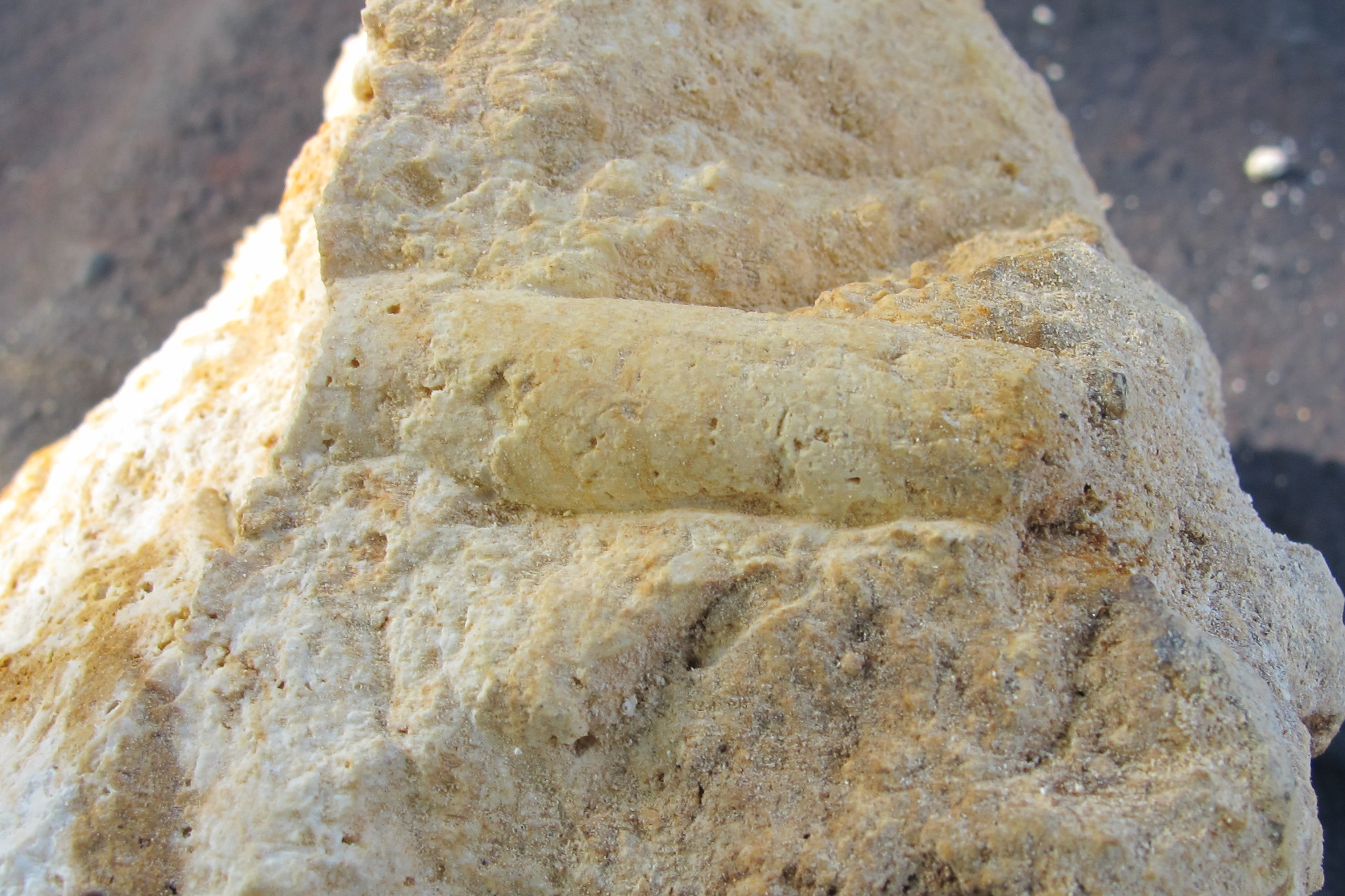 Georgia Fossil - Cylinder Shaped - Fossil ID - The Fossil Forum