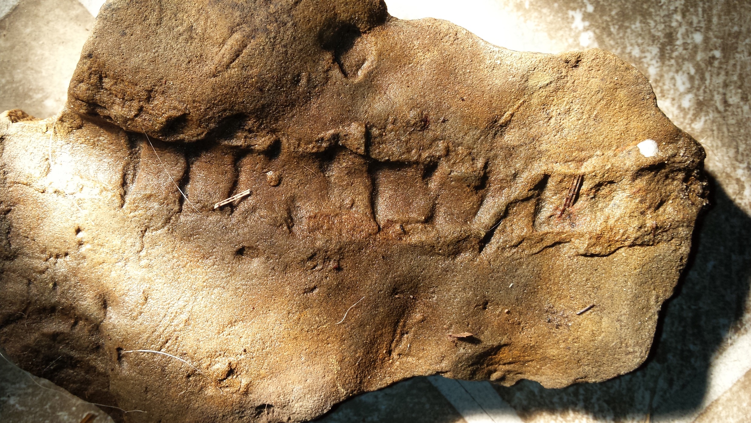 Arkansas Fossil? - Fossil ID - The Fossil Forum