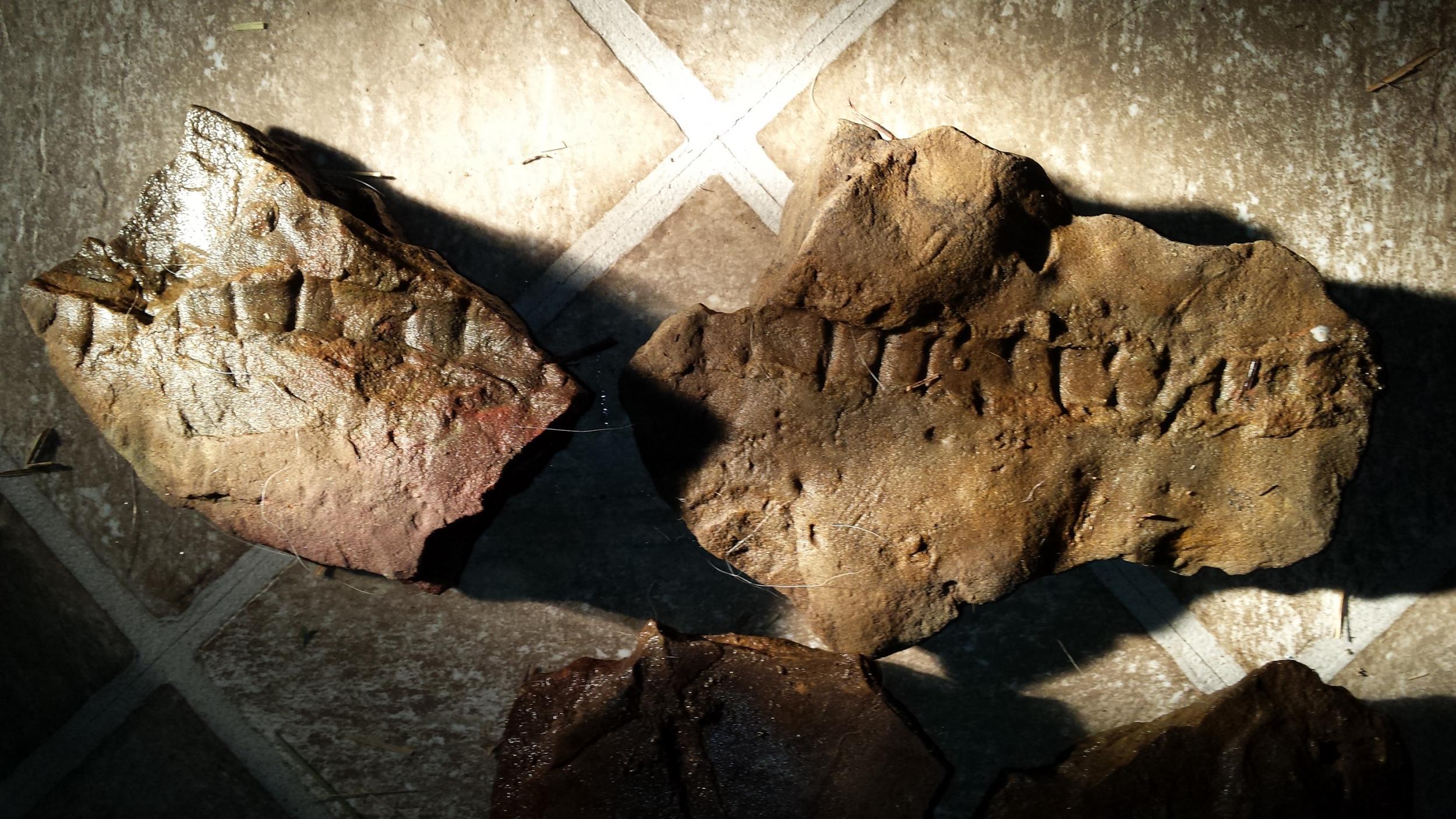 Arkansas Fossil? - Fossil ID - The Fossil Forum