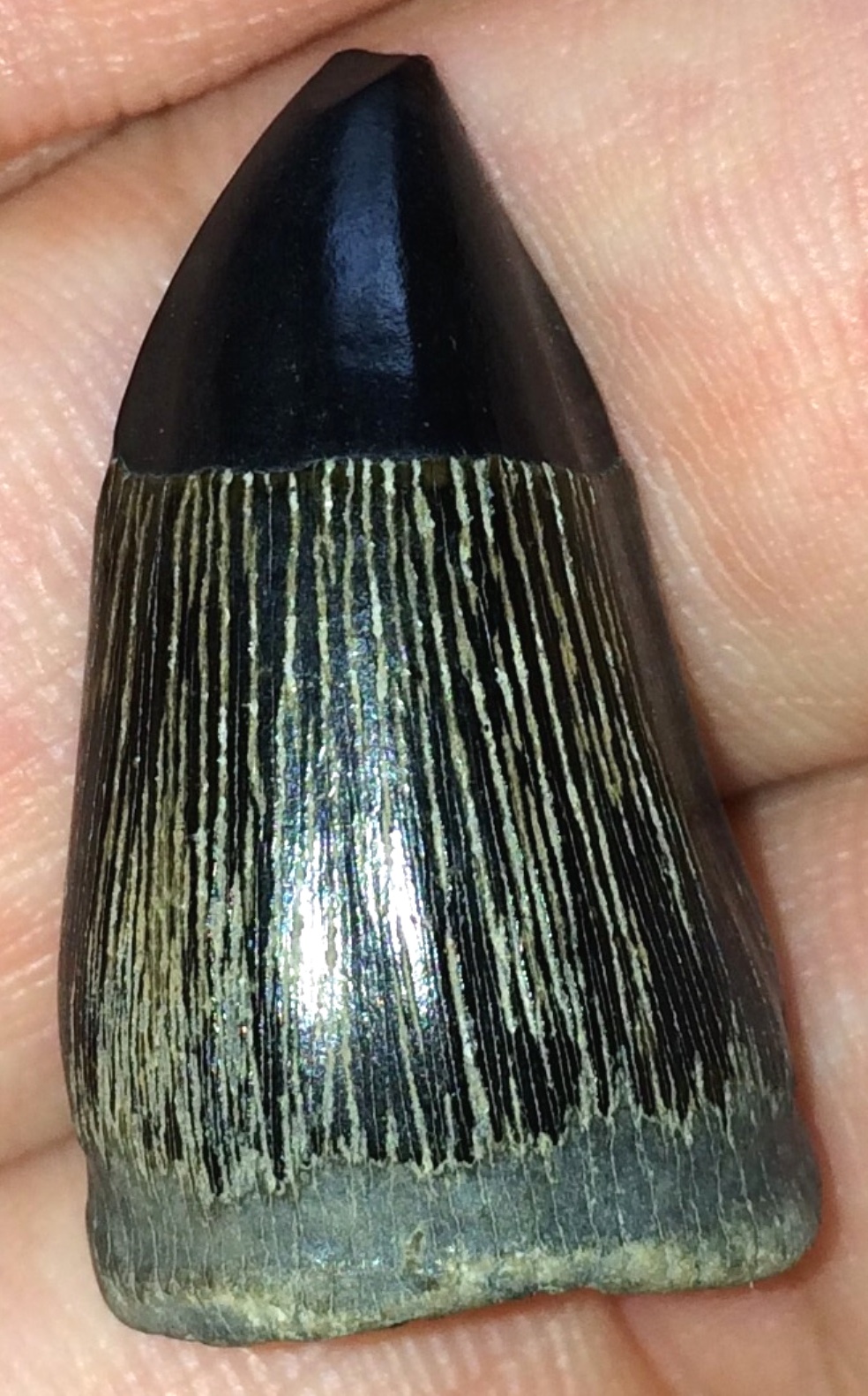 Unknown Cretaceous tooth - Fossil ID - The Fossil Forum