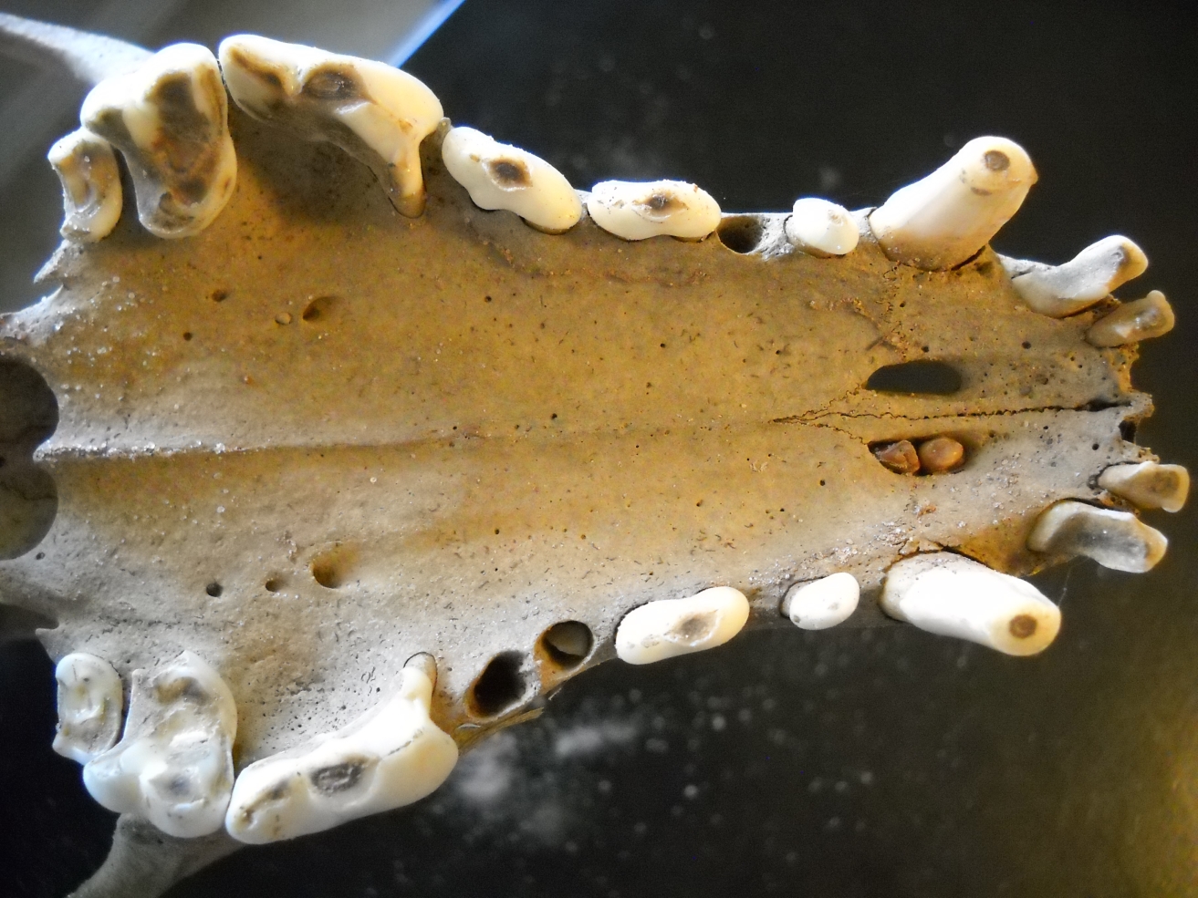 domestic dog? - Fossil ID - The Fossil Forum