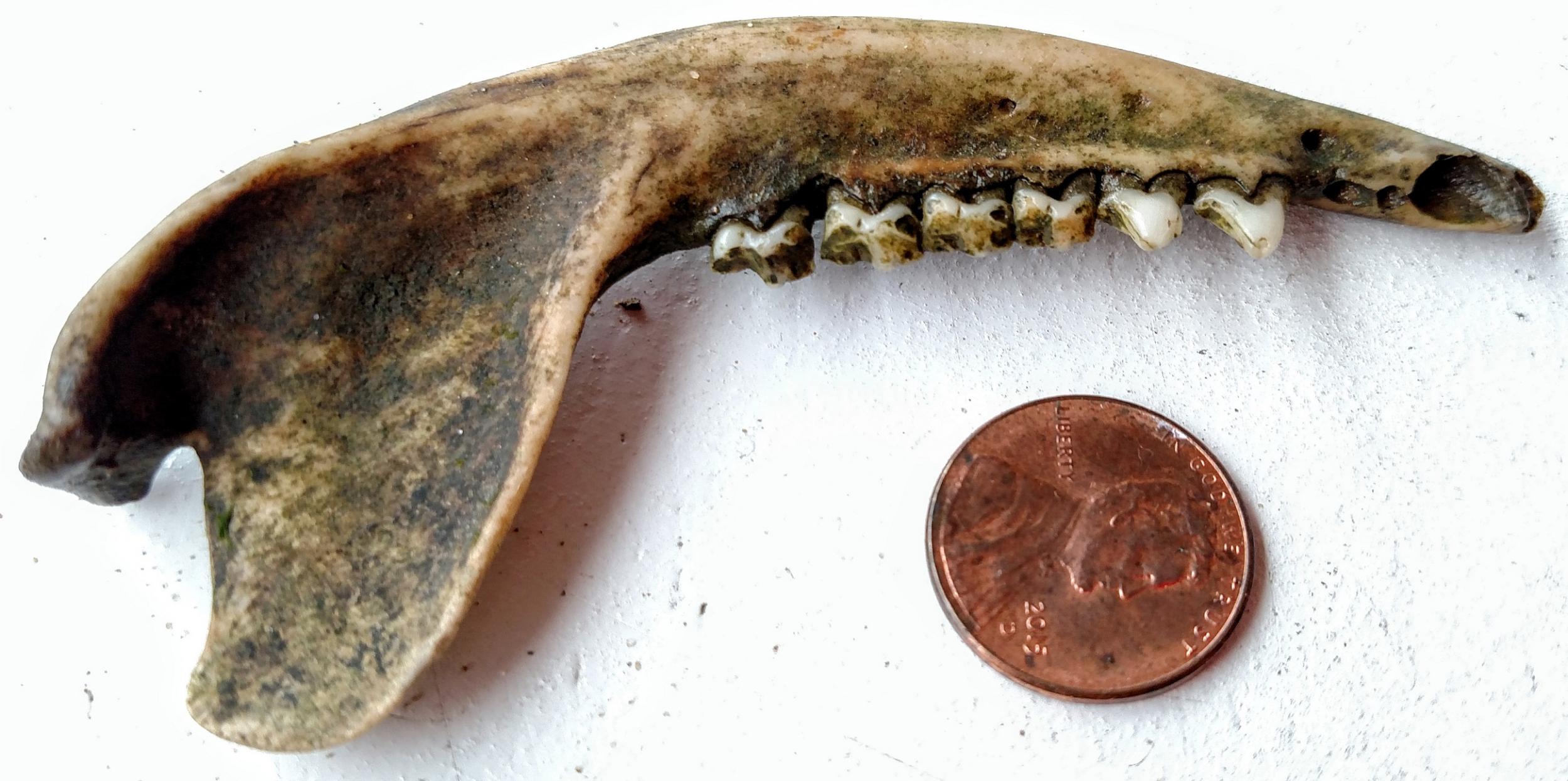 Small Mandible - Fossil ID - The Fossil Forum