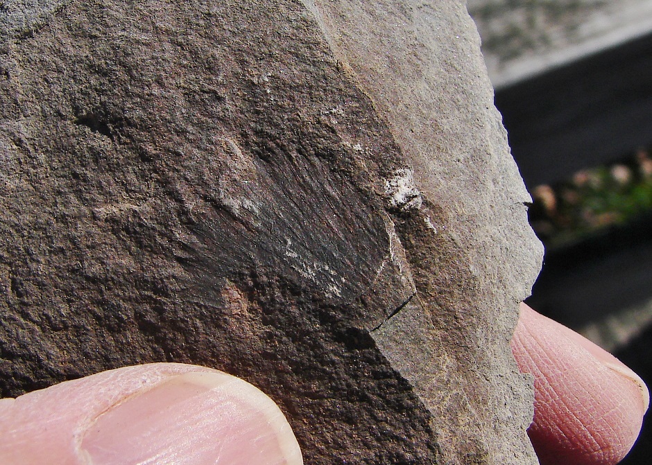lepidostrobus - General Fossil Discussion - The Fossil Forum