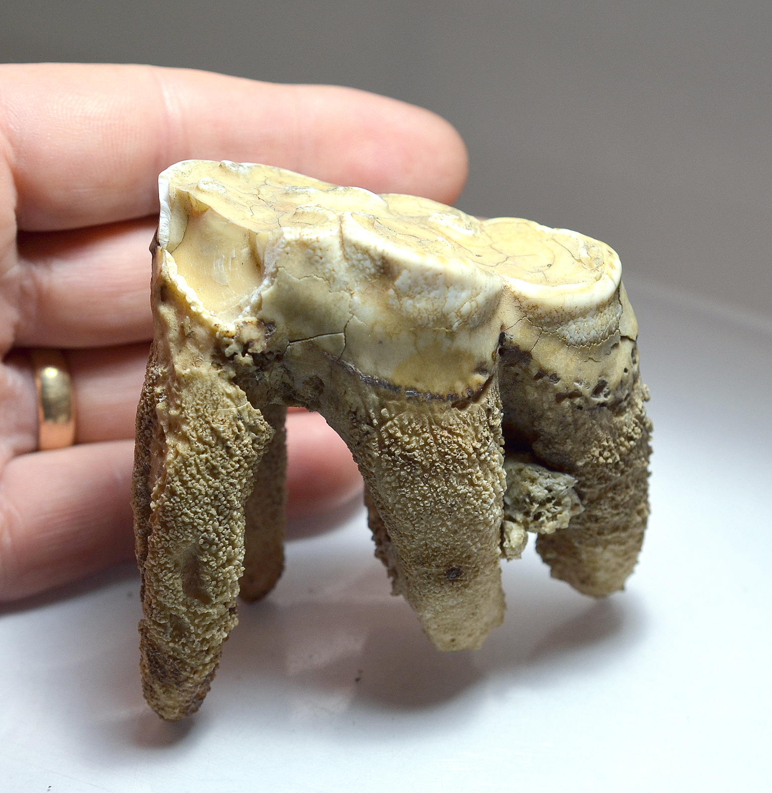 Unknown large molar - Fossil ID - The Fossil Forum