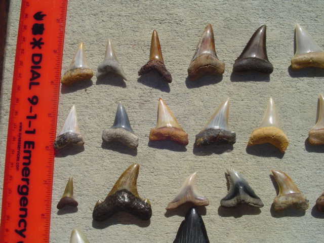 Shark Teeth Collection Is Growing! - Member Collections - The Fossil Forum