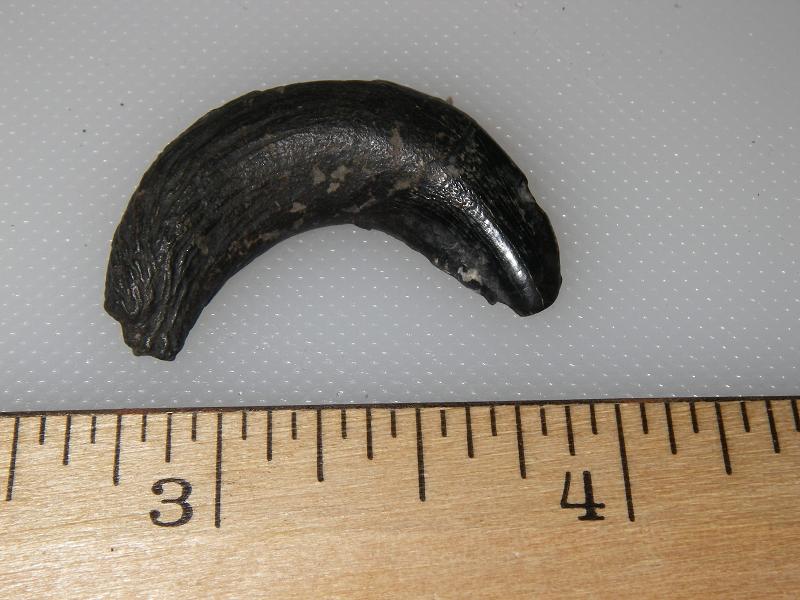 Tooth Id Needed - Fossil ID - The Fossil Forum