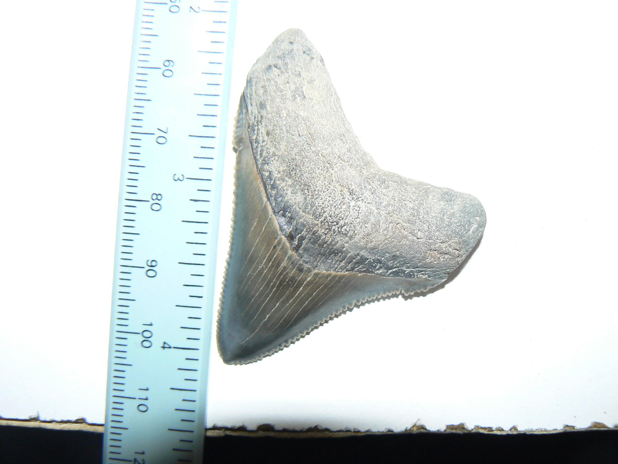 New Calvert Cliffs Chub - Member Collections - The Fossil Forum