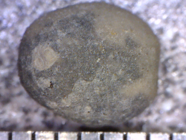 Juvie Holaster Simplex? - Fossil ID - The Fossil Forum