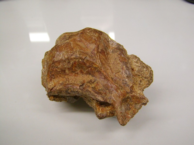 Just Got Another Goodie - Member Collections - The Fossil Forum