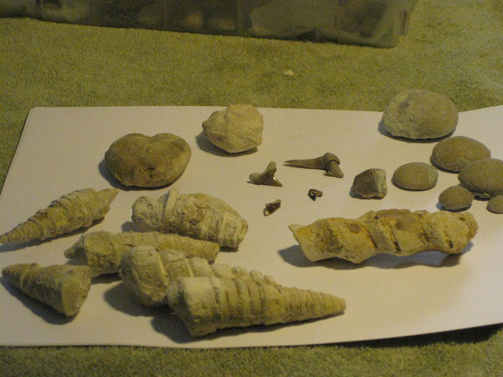 Stuff From Recent Hunts - Fossil Hunting Trips - The Fossil Forum