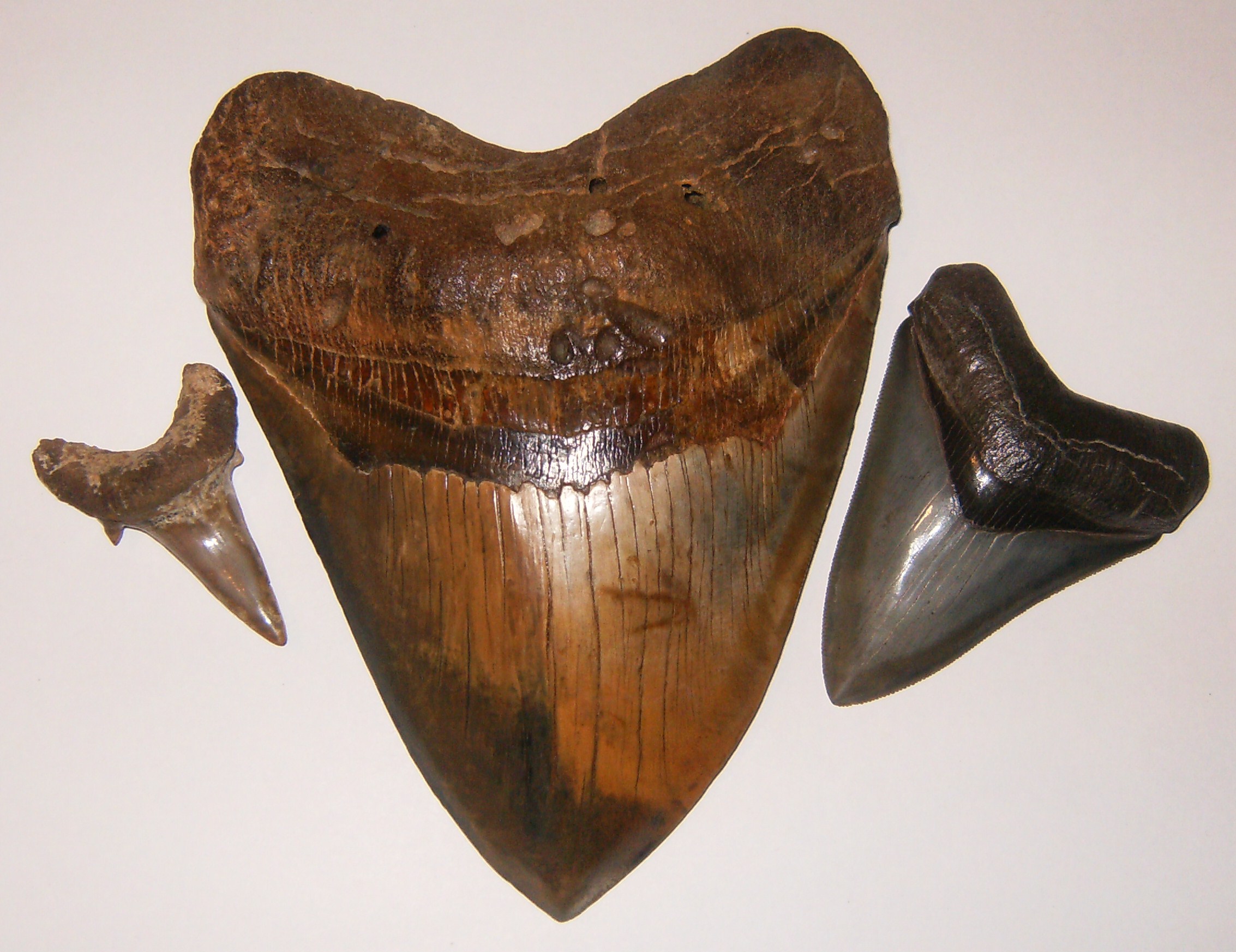 New Acquisition - Member Collections - The Fossil Forum