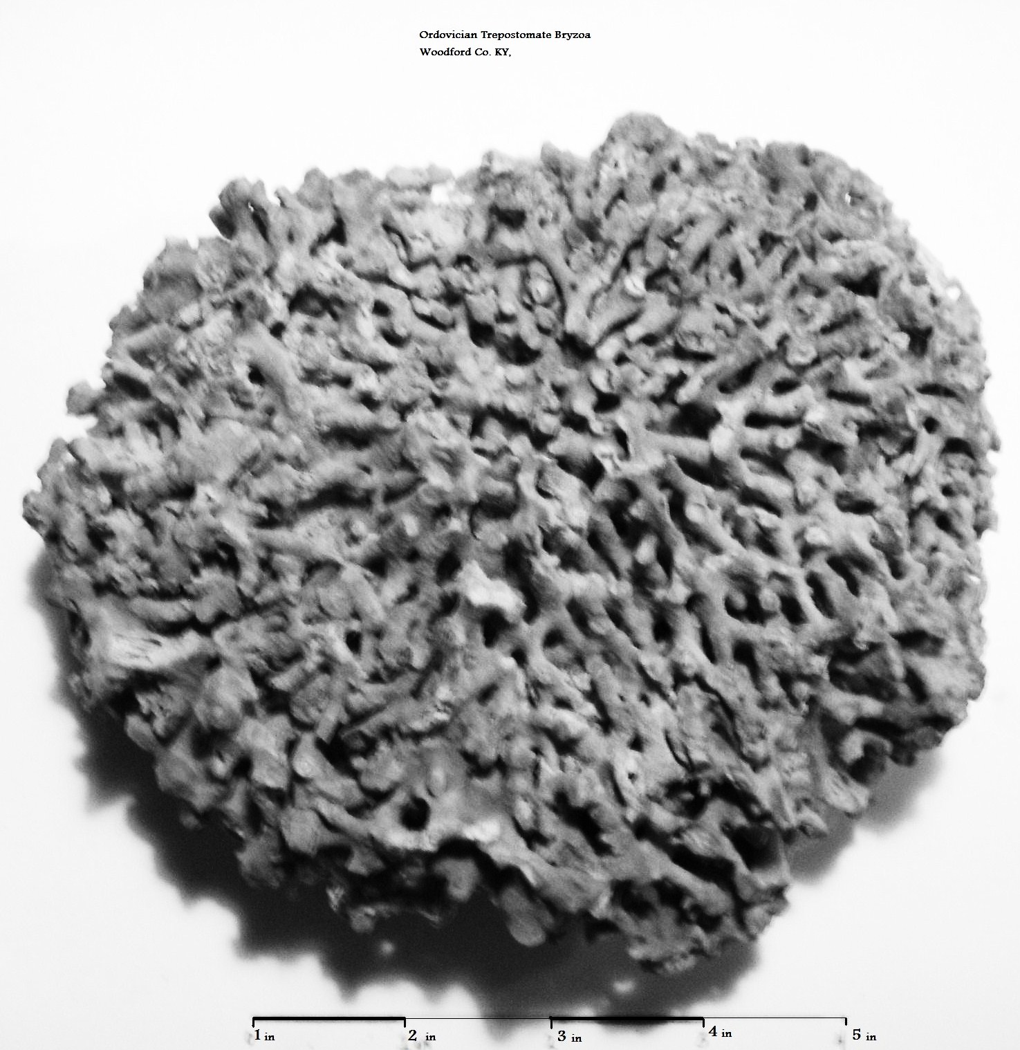 Help Washing Fossils - Fossil Preparation - The Fossil Forum