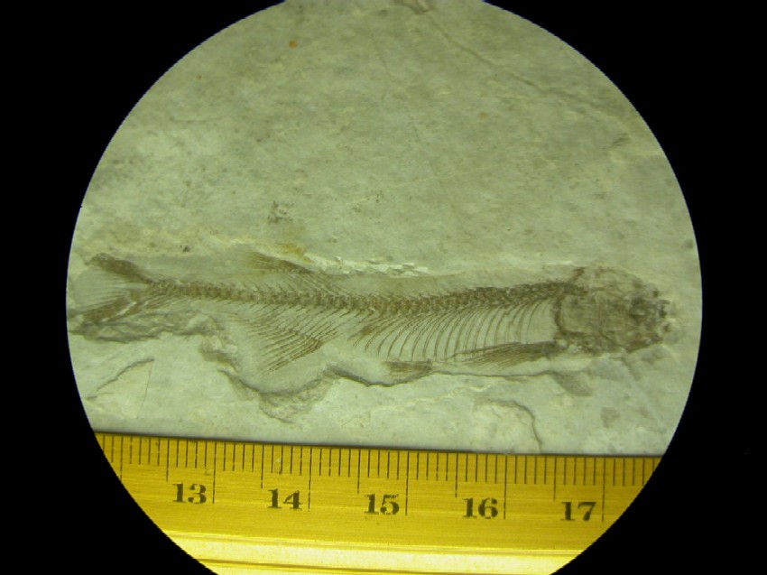 Fish Fossil Is It A Fake? - General Fossil Discussion - The Fossil Forum
