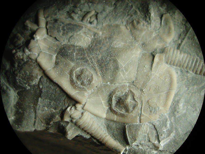 Show Us Your Blastoid / Cystoid Fossils! - Member Collections - The ...