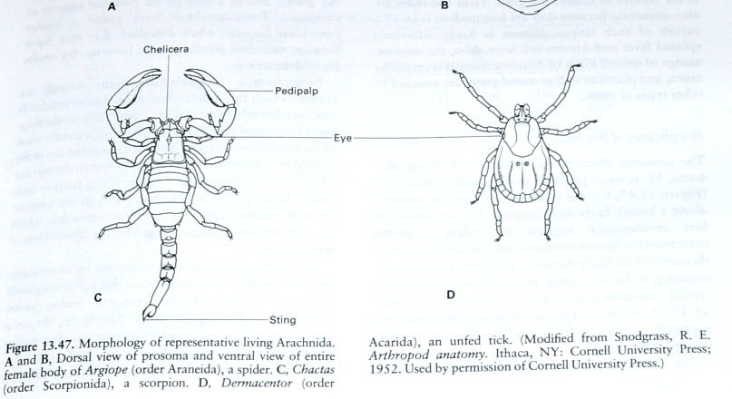 Trigonotarbid I.d. - Fossil ID - The Fossil Forum