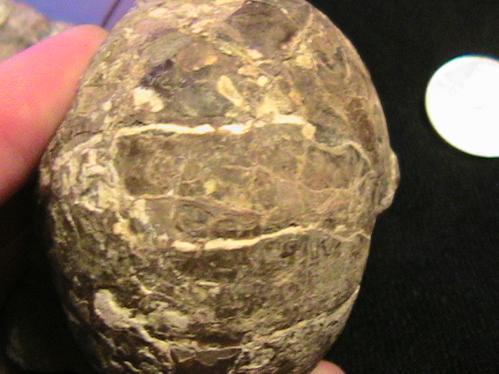 Ammonites And Other Shells Age And Species. - Fossil ID - The Fossil Forum