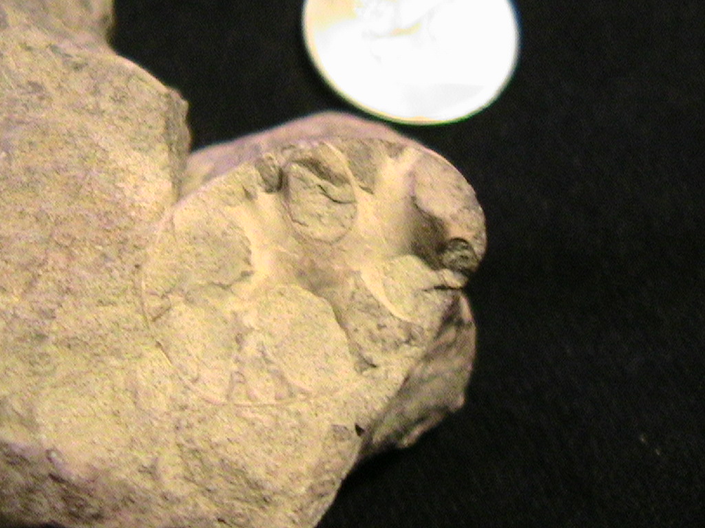 Ammonites And Other Shells Age And Species. - Fossil ID - The Fossil Forum
