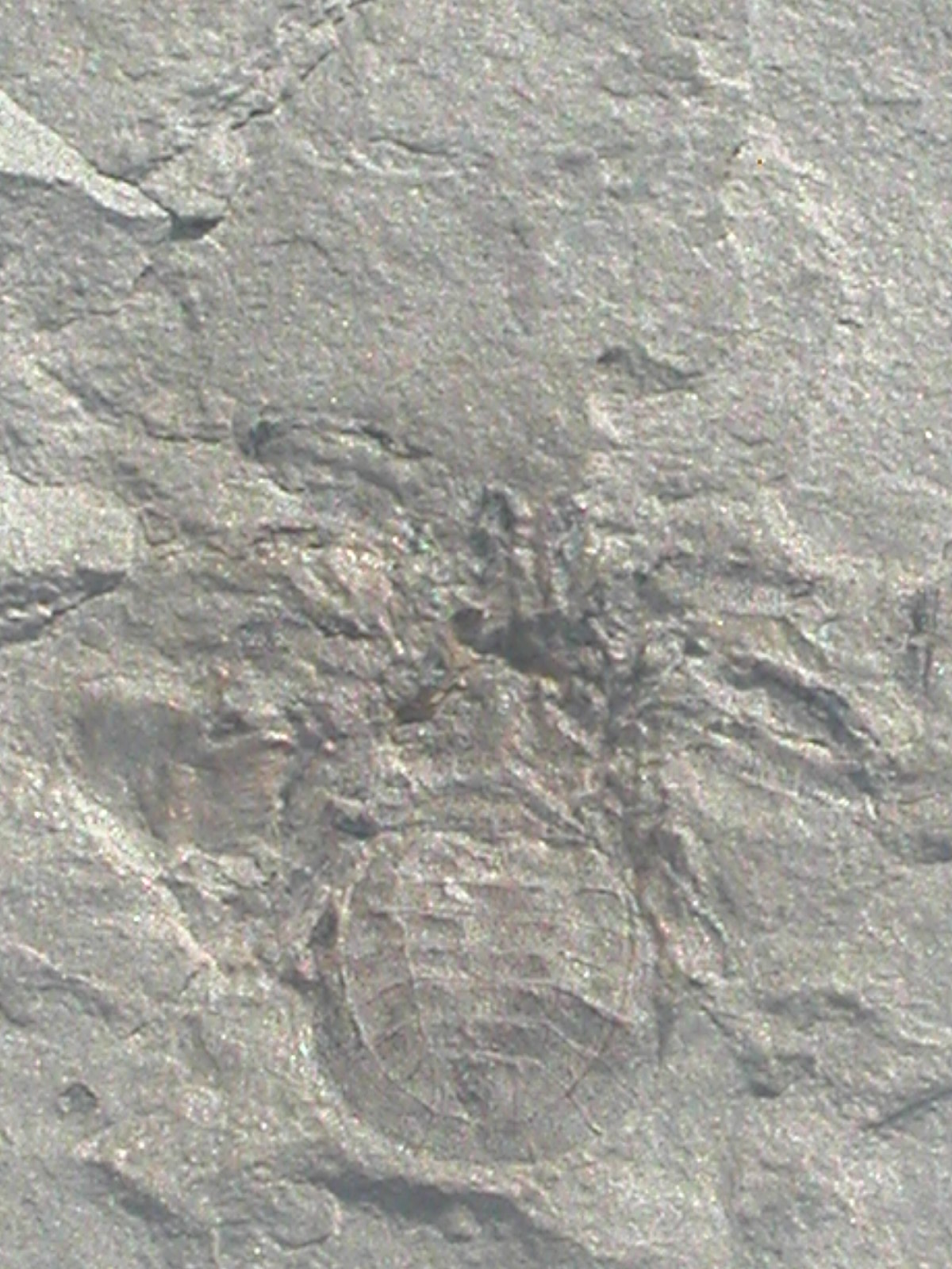 Trigonotarbid I.d. - Fossil ID - The Fossil Forum