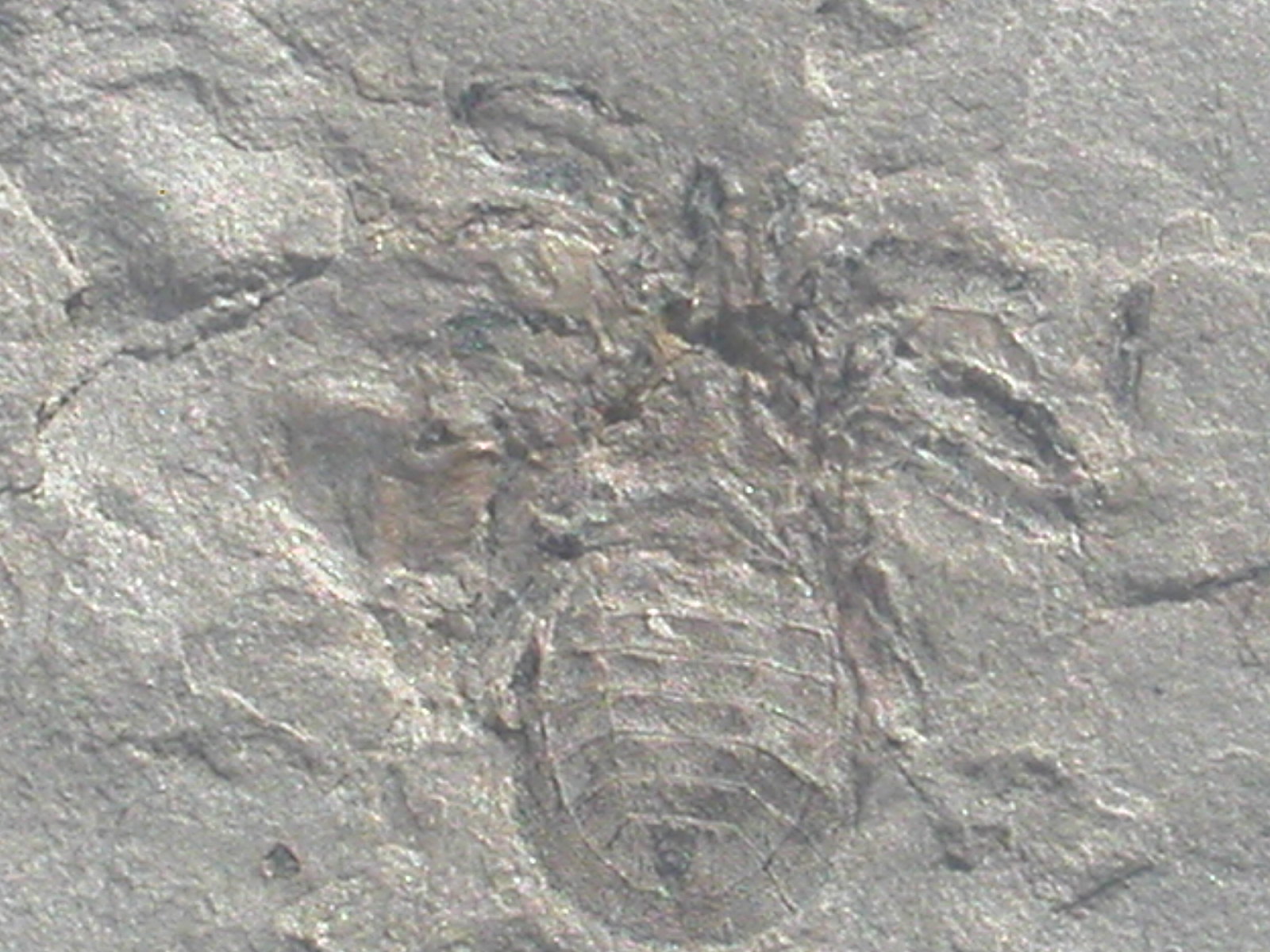 Trigonotarbid I.d. - Fossil ID - The Fossil Forum