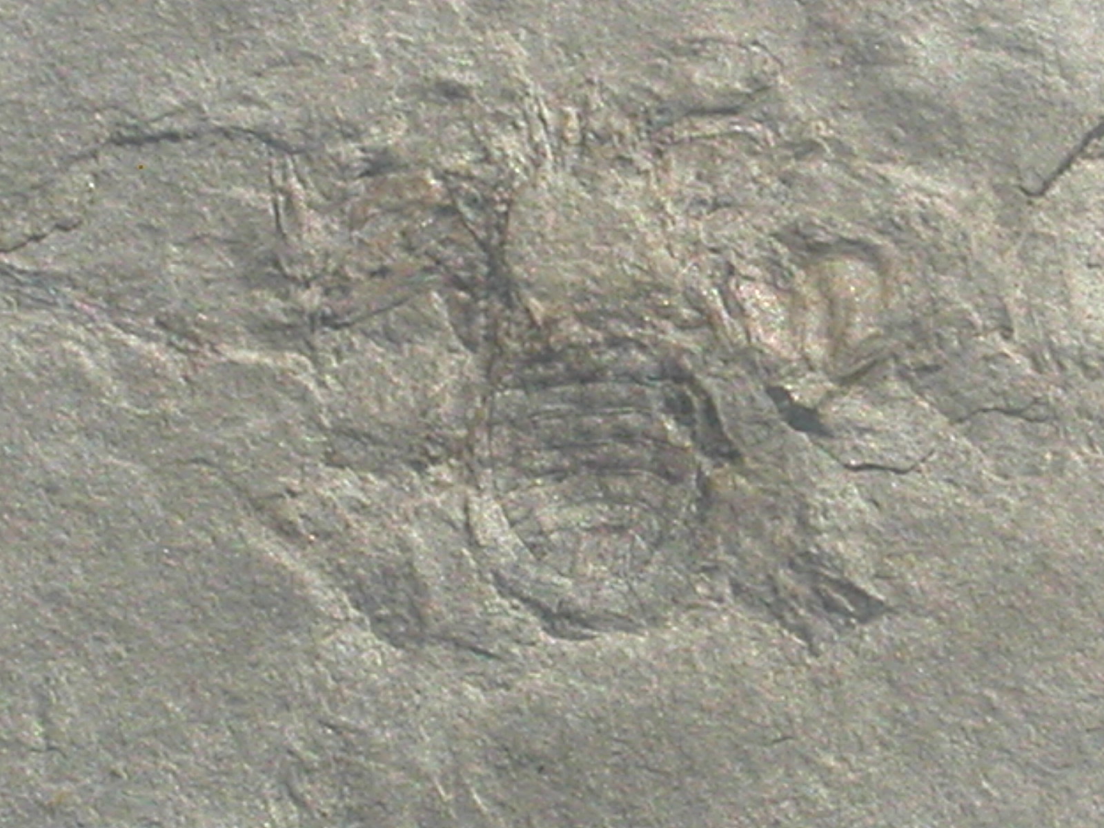 Trigonotarbid I.d. - Fossil ID - The Fossil Forum