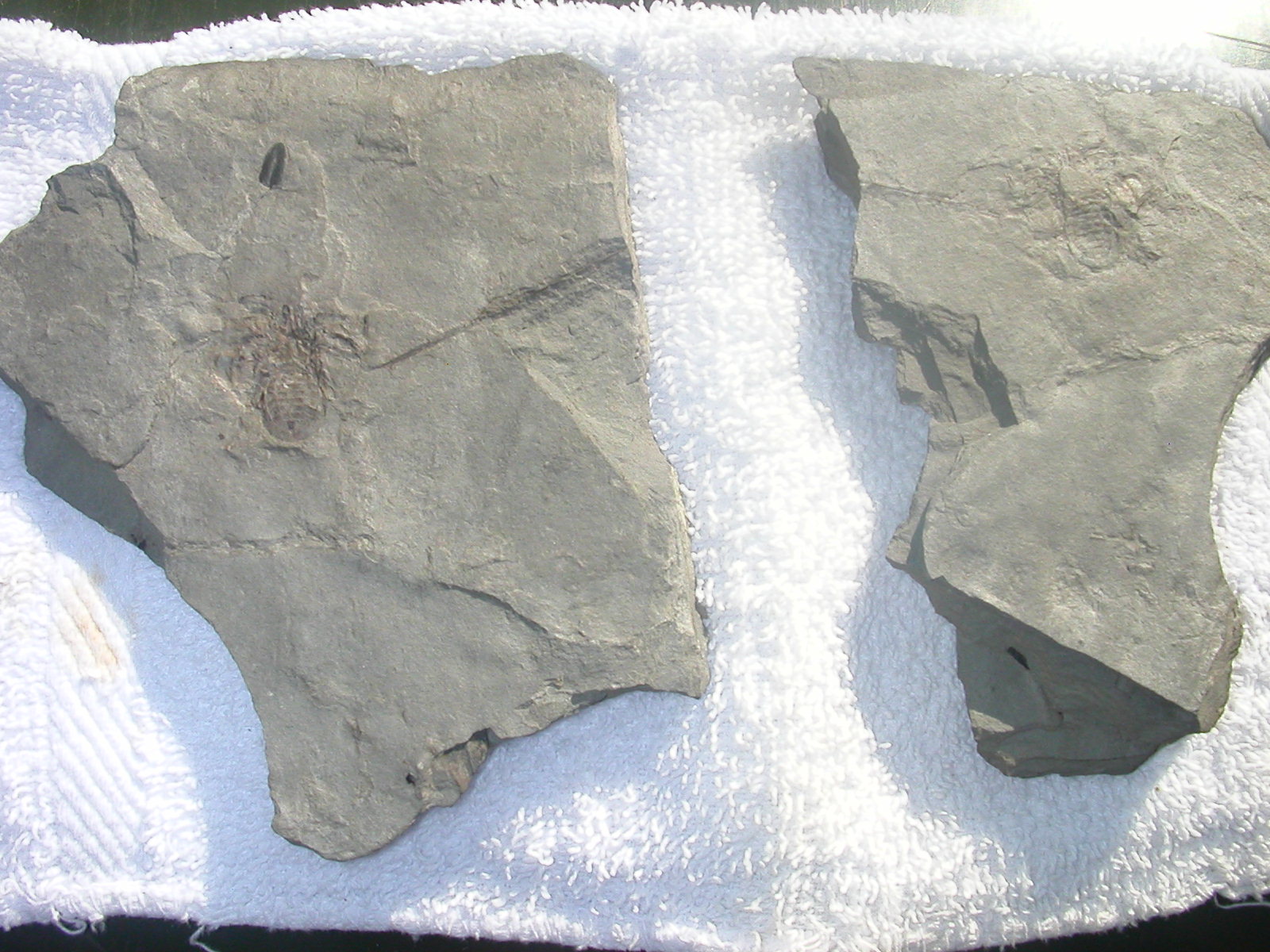 Trigonotarbid I.d. - Fossil ID - The Fossil Forum