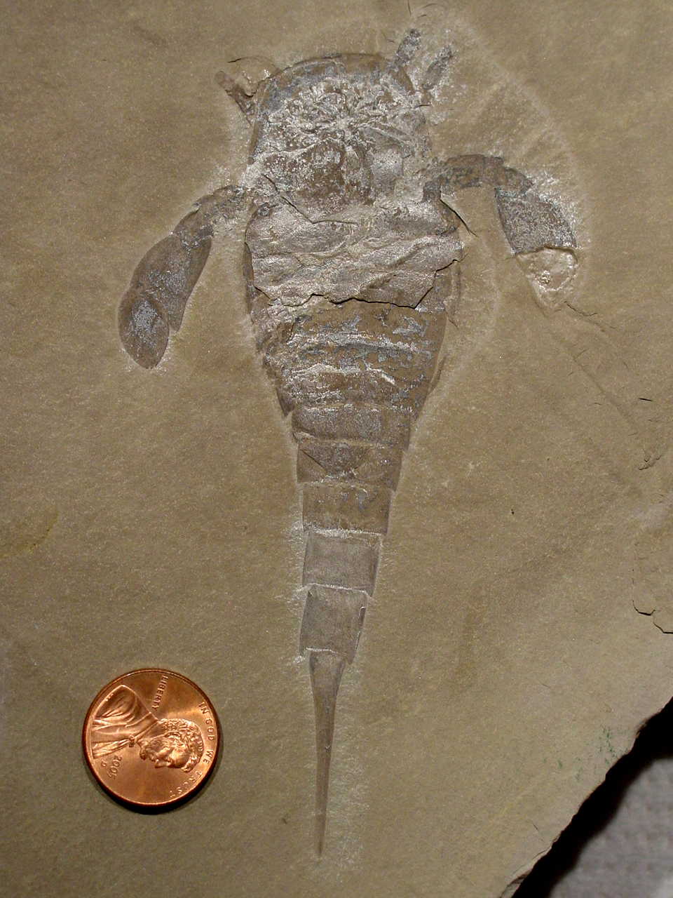 Show Us Your Eurypterids ! - General Fossil Discussion - The Fossil Forum