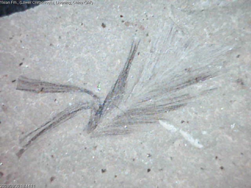 Best Feather Fossils - Member Collections - The Fossil Forum
