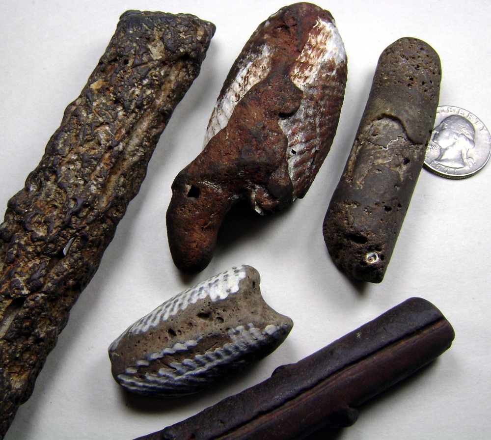 Angelwings In Stone - Member Collections - The Fossil Forum