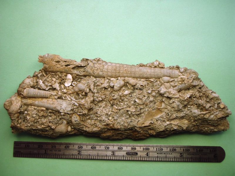 Baculite Plate - Fossil Hunting Trips - The Fossil Forum