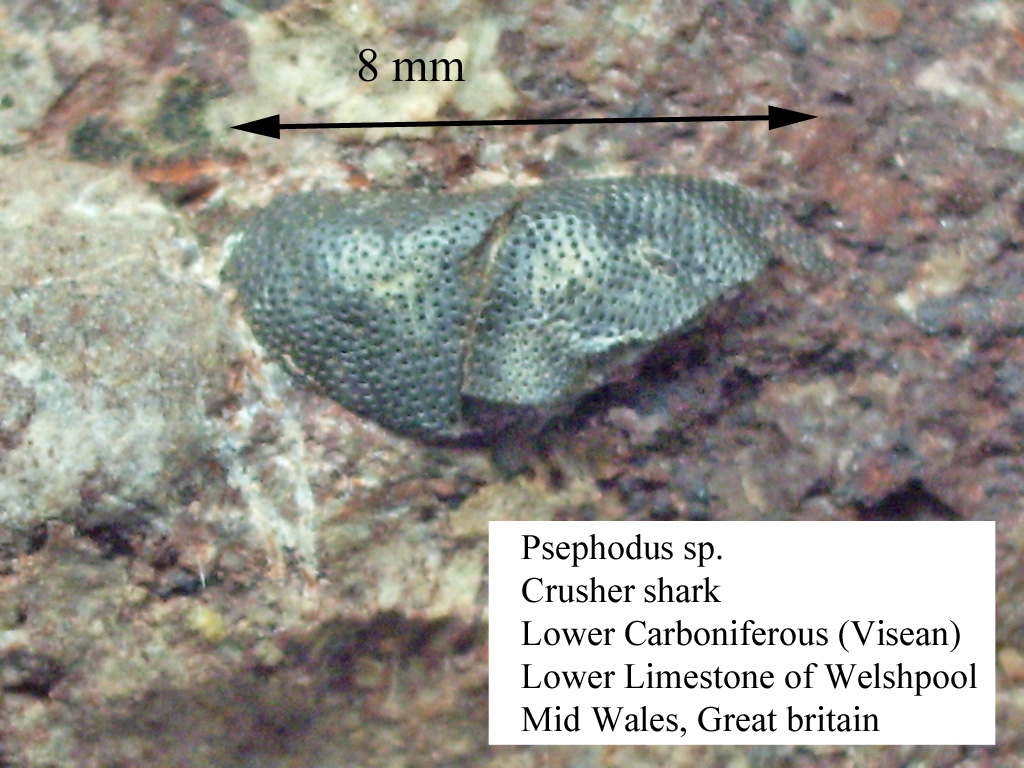 Shark ? - Fossil ID - The Fossil Forum