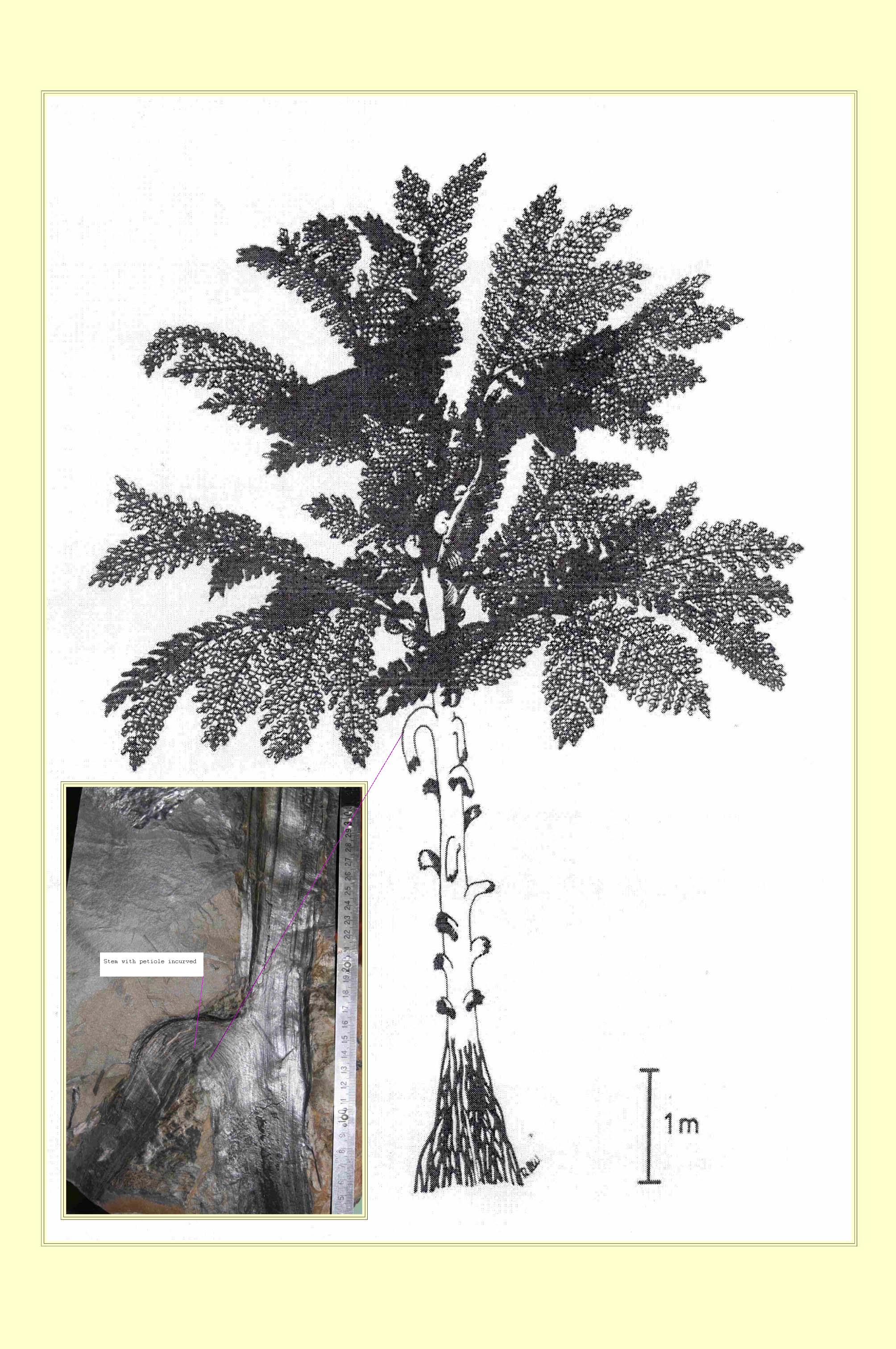Medullosa Stem , Aulacopteris Petioles And Rachis Seed Ferns - Member ...