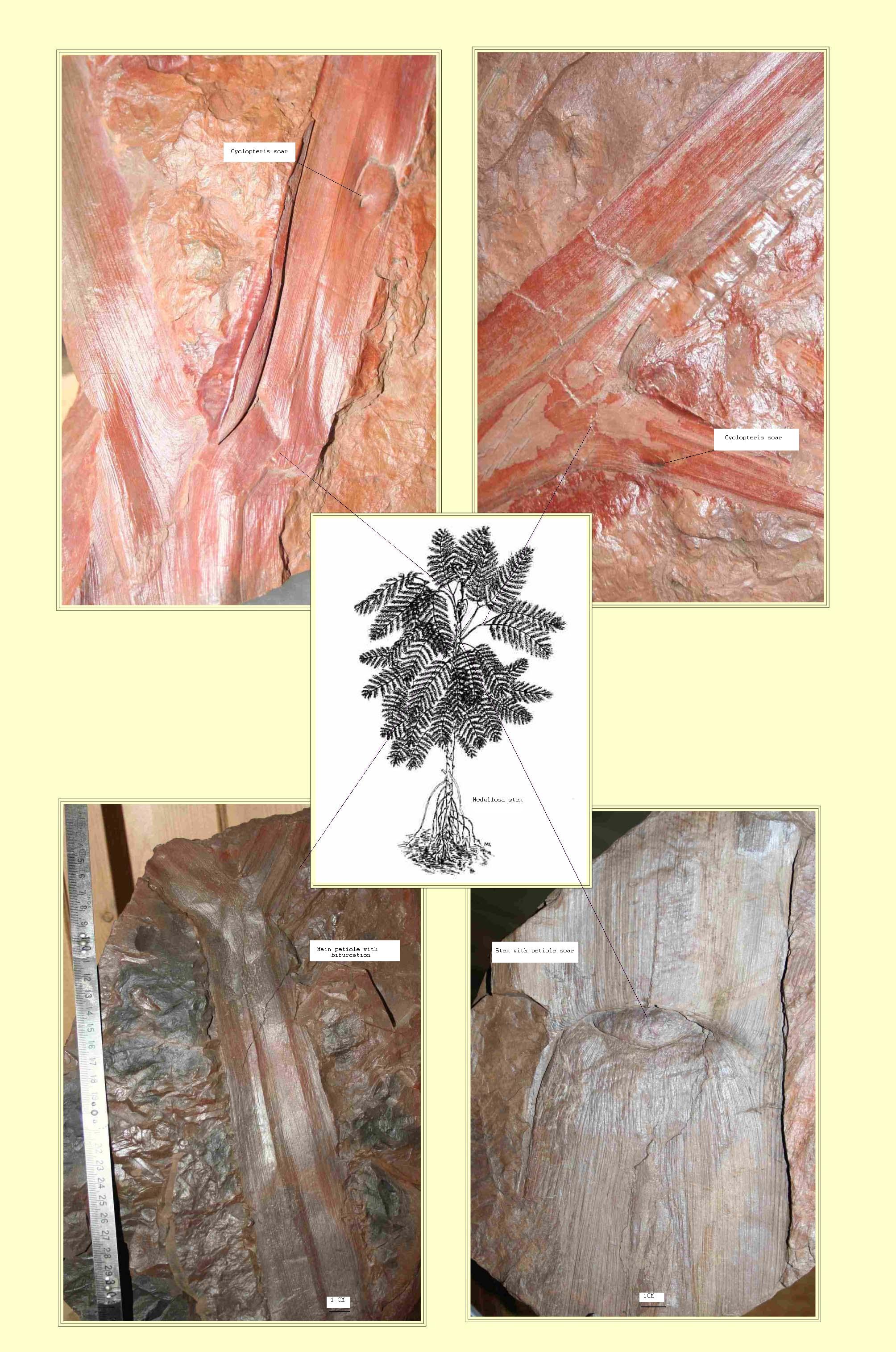Medullosa Stem , Aulacopteris Petioles And Rachis Seed Ferns - Member ...