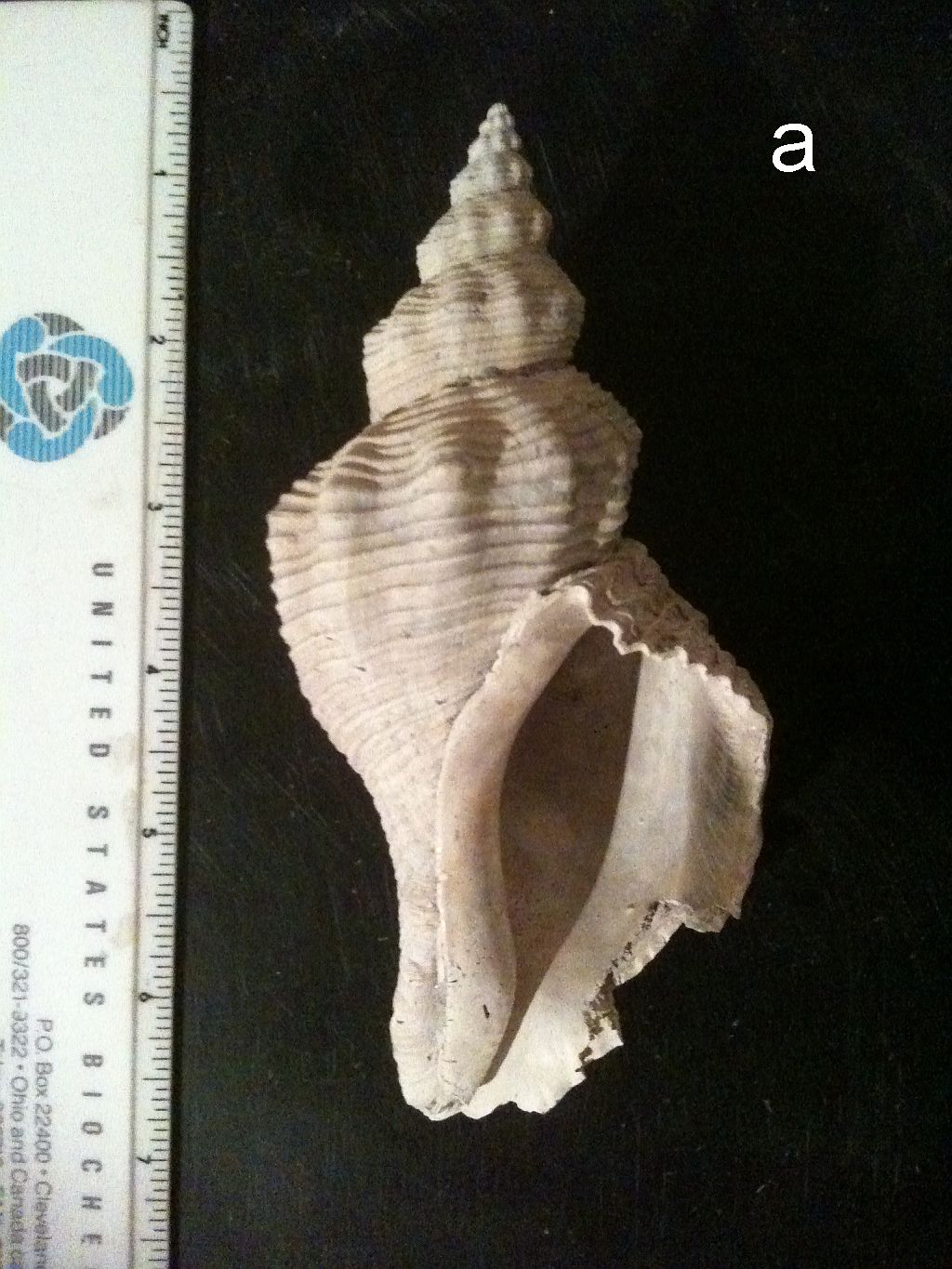 Duplin Formation - Southern Comfort - The Fossil Forum
