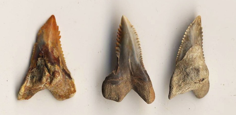 Let Me See Your Recent Selachian Jaws ! - General Fossil Discussion ...