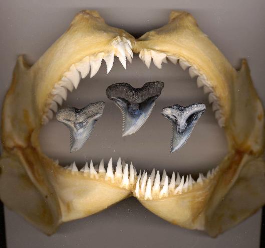 Let Me See Your Recent Selachian Jaws ! - General Fossil Discussion ...