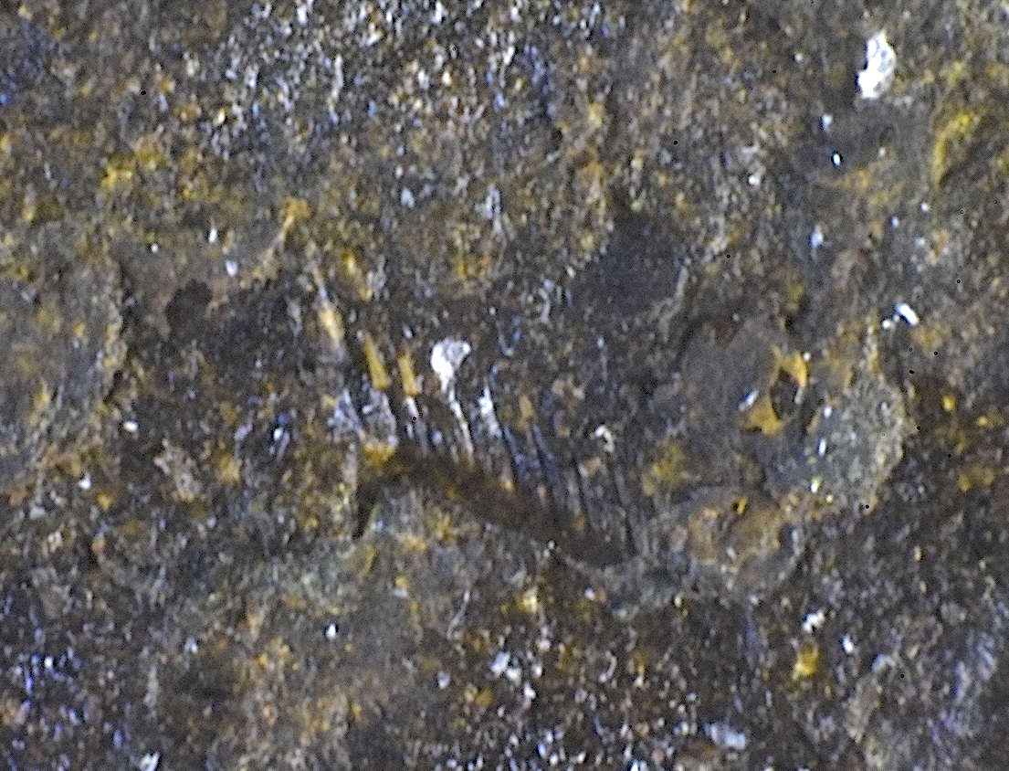 Tiny 1Mm Jaws With Lots Of Teeth: Upper Devonian Era - Fossil ID - The ...