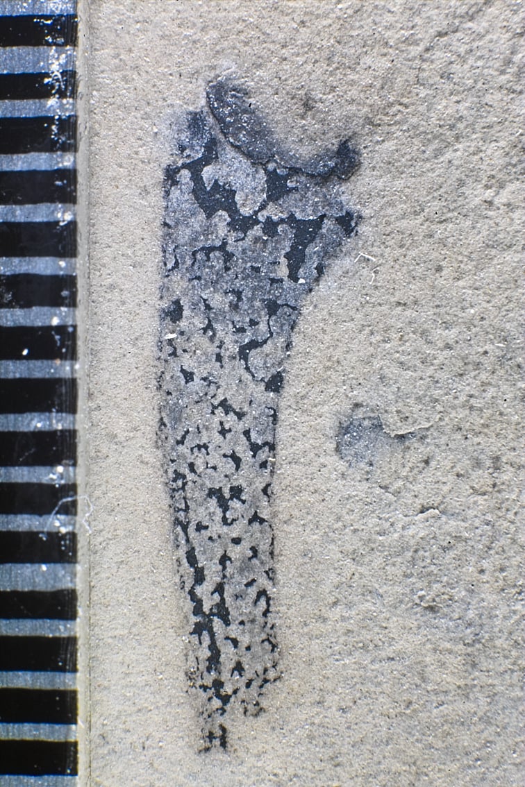 What Was Grass Before Grass? - Questions & Answers - The Fossil Forum