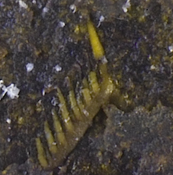 Tiny 1Mm Jaws With Lots Of Teeth: Upper Devonian Era - Fossil ID - The ...
