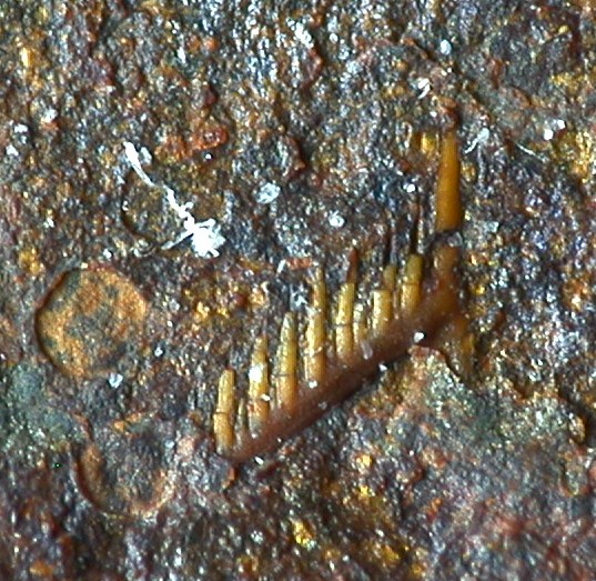 Entries - December 2010 Finds Of The Month - Fossil of the Month - The ...