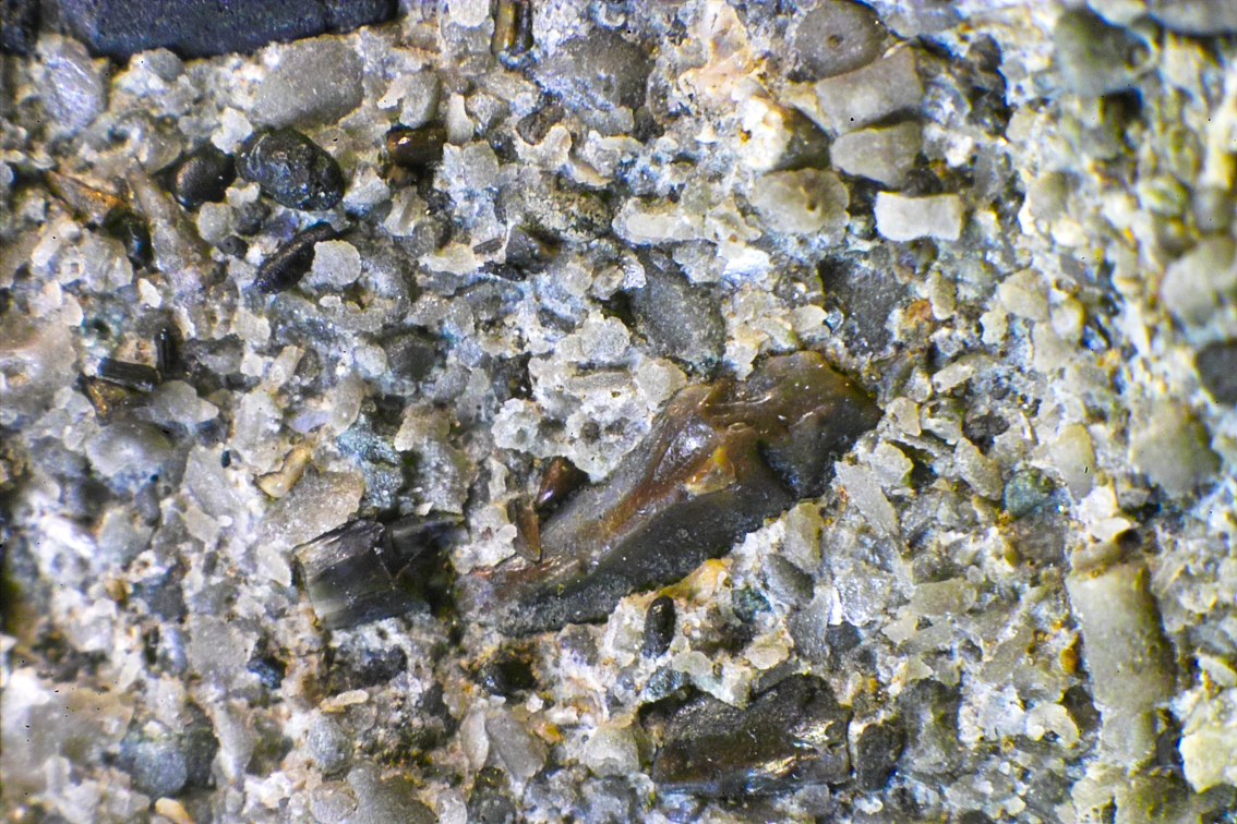 Arkona Jaw? - Fossil ID - The Fossil Forum