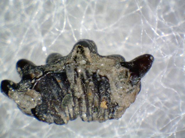 Lower Cretaceous Fish Tooth Plate - Fossil ID - The Fossil Forum