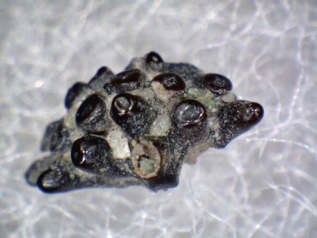 Lower Cretaceous Fish Tooth Plate - Fossil ID - The Fossil Forum