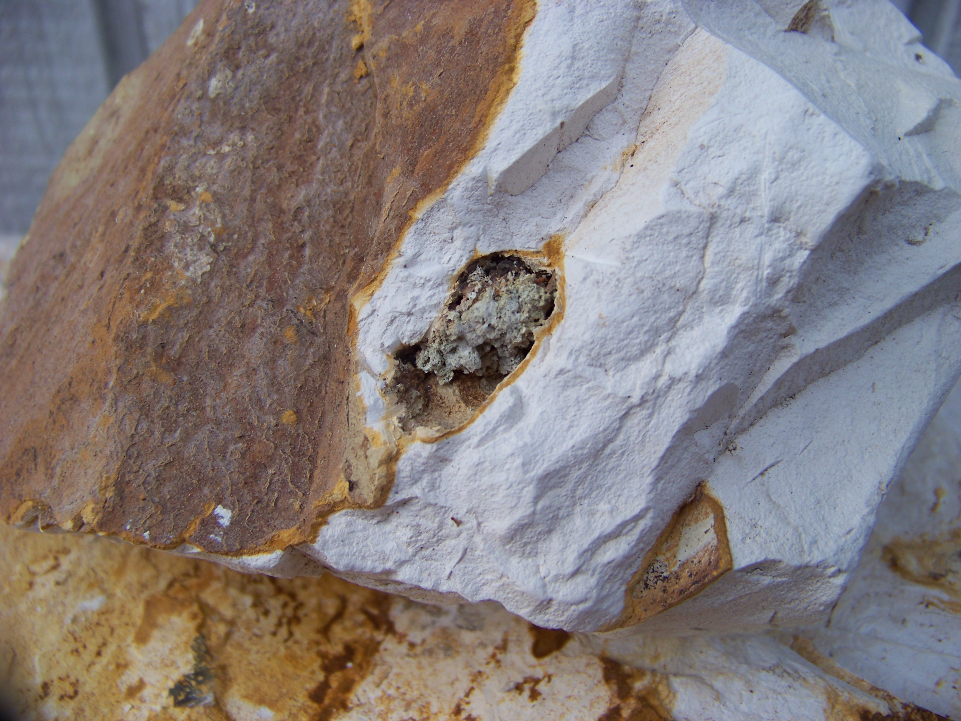 Decomposed Bug? Seed? - Fossil ID - The Fossil Forum