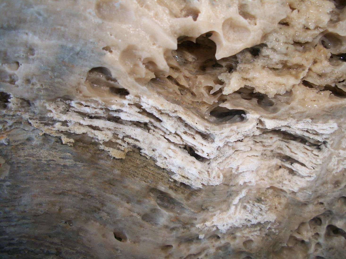 Sclerosponge Or Coral Sometype? - Fossil ID - The Fossil Forum