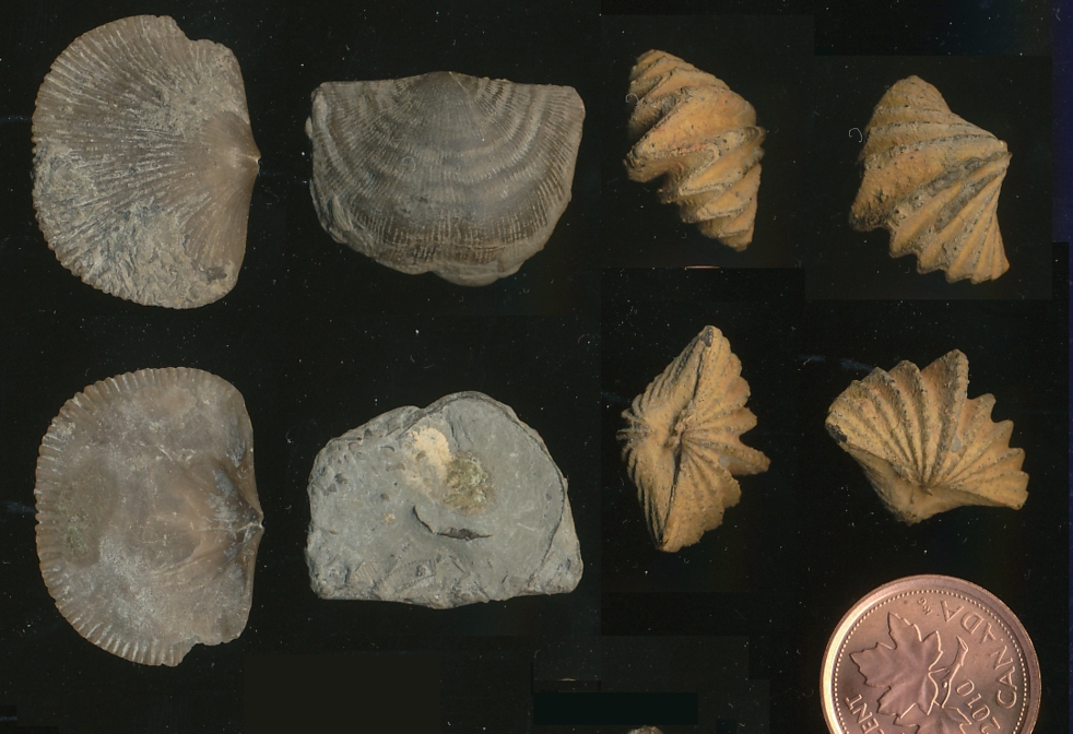 Brachiopods And Blastoids - Fossil ID - The Fossil Forum