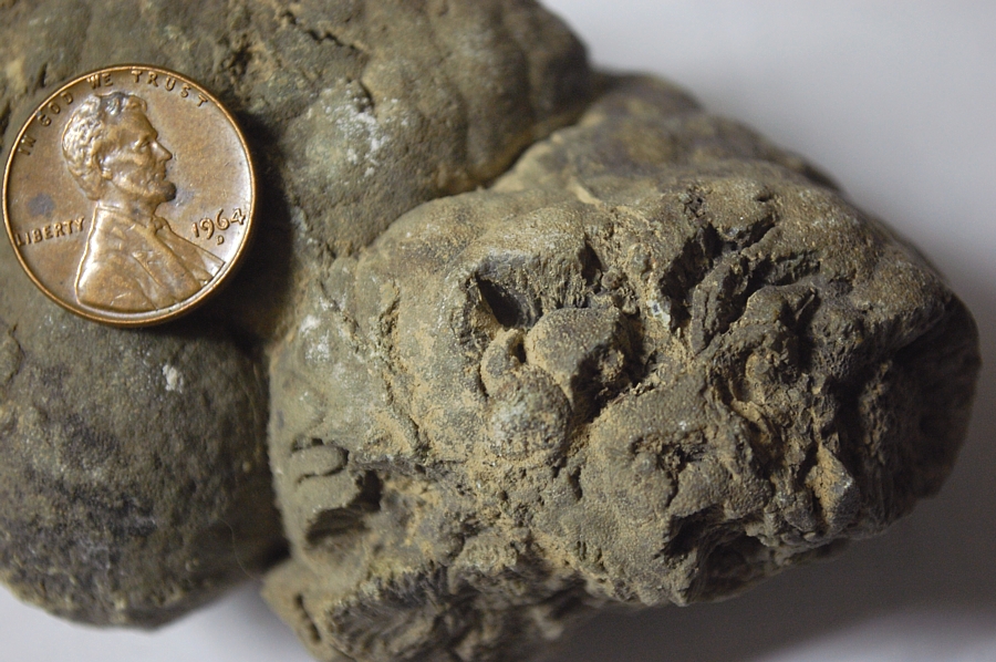 Mystery Item - Fossil ID - The Fossil Forum
