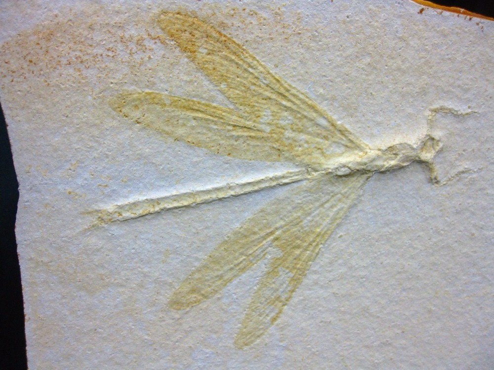 Dragonfly Fossil Verification - Fossil ID - The Fossil Forum