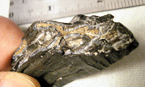Equus Molar. - Member Collections - The Fossil Forum