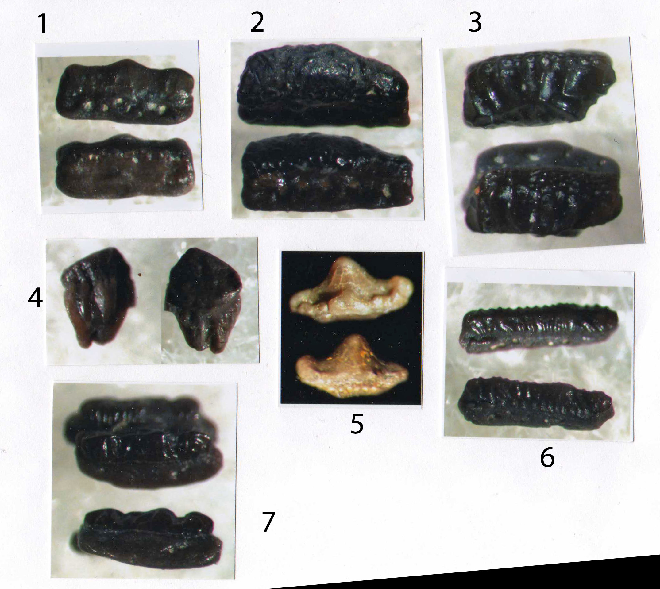 Paleozoic Sharks - Fossil ID - The Fossil Forum