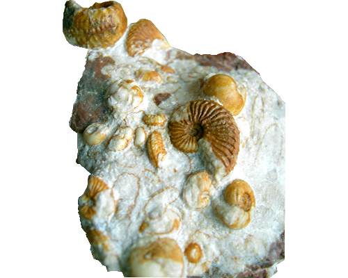 The Tuvalian Substage Of The Triassic Hallstatt Limestone In Austria ...